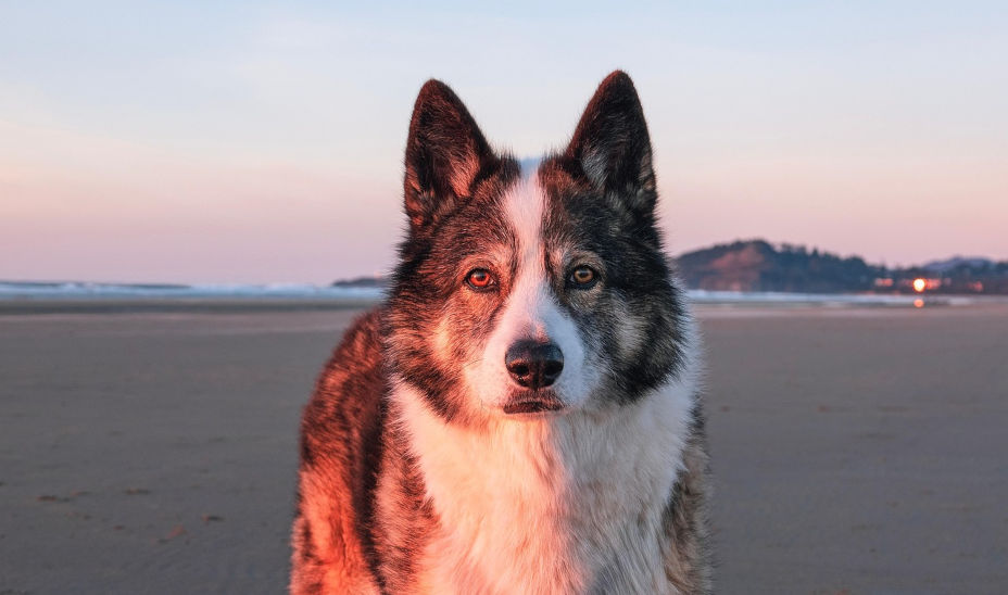 How to Send POST JSON Data with Python Requests